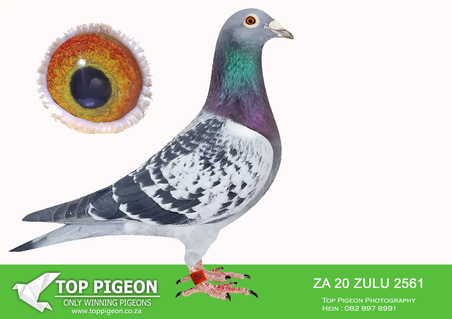 .LOT 7 BADENHORST HOKKE – ZA 20 ZULU 2561 -Bred for stock from our ...