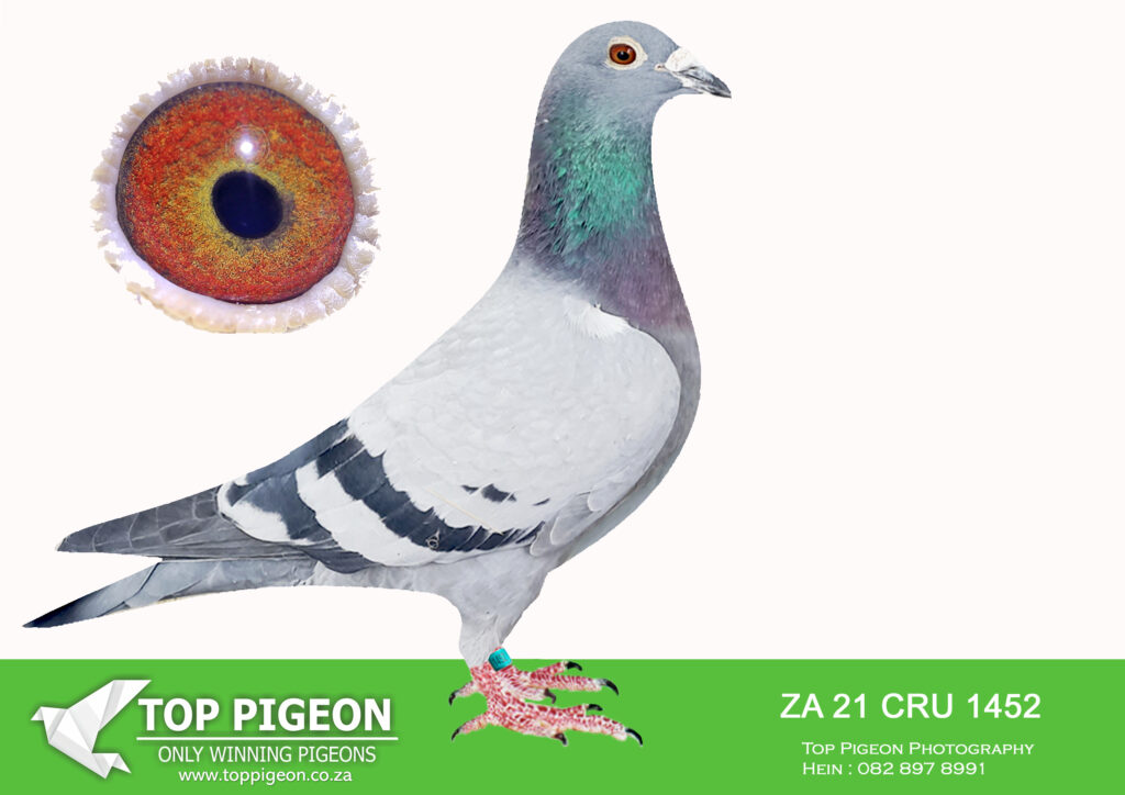 .LOT 5 WACKY WEDNESDAY – ZA 20 PWDU 10026 —-BRED BY DIE HUYSERS—- THIS HEN WAS BRED TO RACE IN ...
