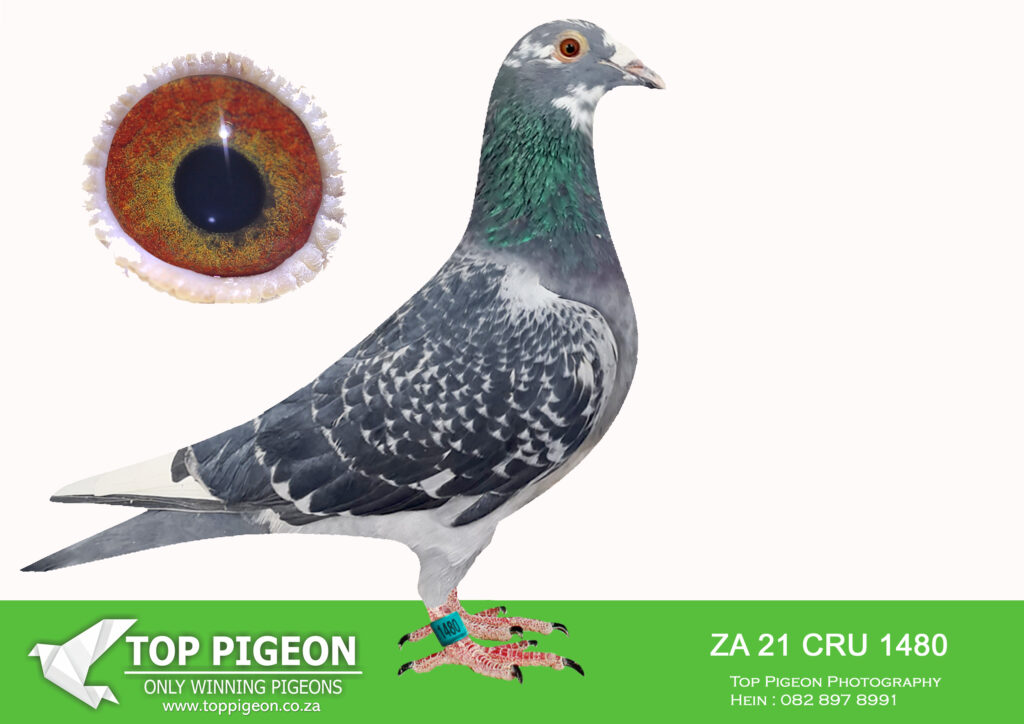 .LOT 5 WACKY WEDNESDAY – ZA 20 PWDU 10026 —-BRED BY DIE HUYSERS—- THIS HEN WAS BRED TO RACE IN ...