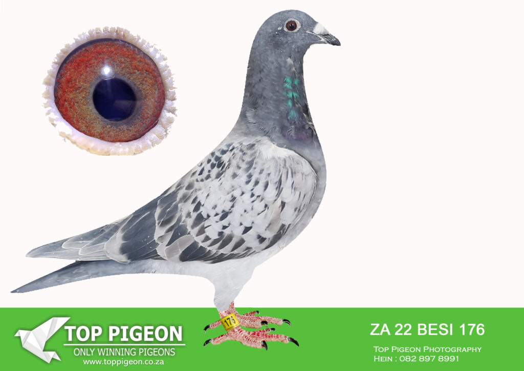 .LOT 5 WACKY WEDNESDAY – ZA 20 PWDU 10026 —-BRED BY DIE HUYSERS—- THIS HEN WAS BRED TO RACE IN ...