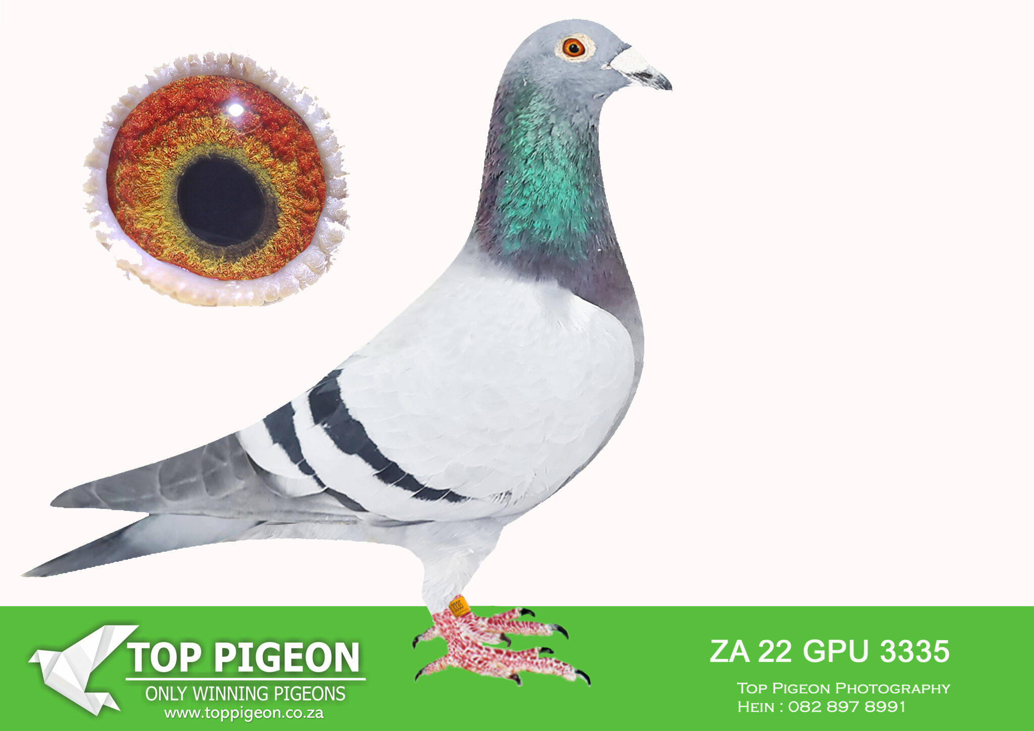 LOT 28 DANIE SCHOLTZ / JACO FAUL – ZA 22 GPU 3335 – SIRE: 1982 ZA 20 CYRL. THIS COCK WERE SOLD ...