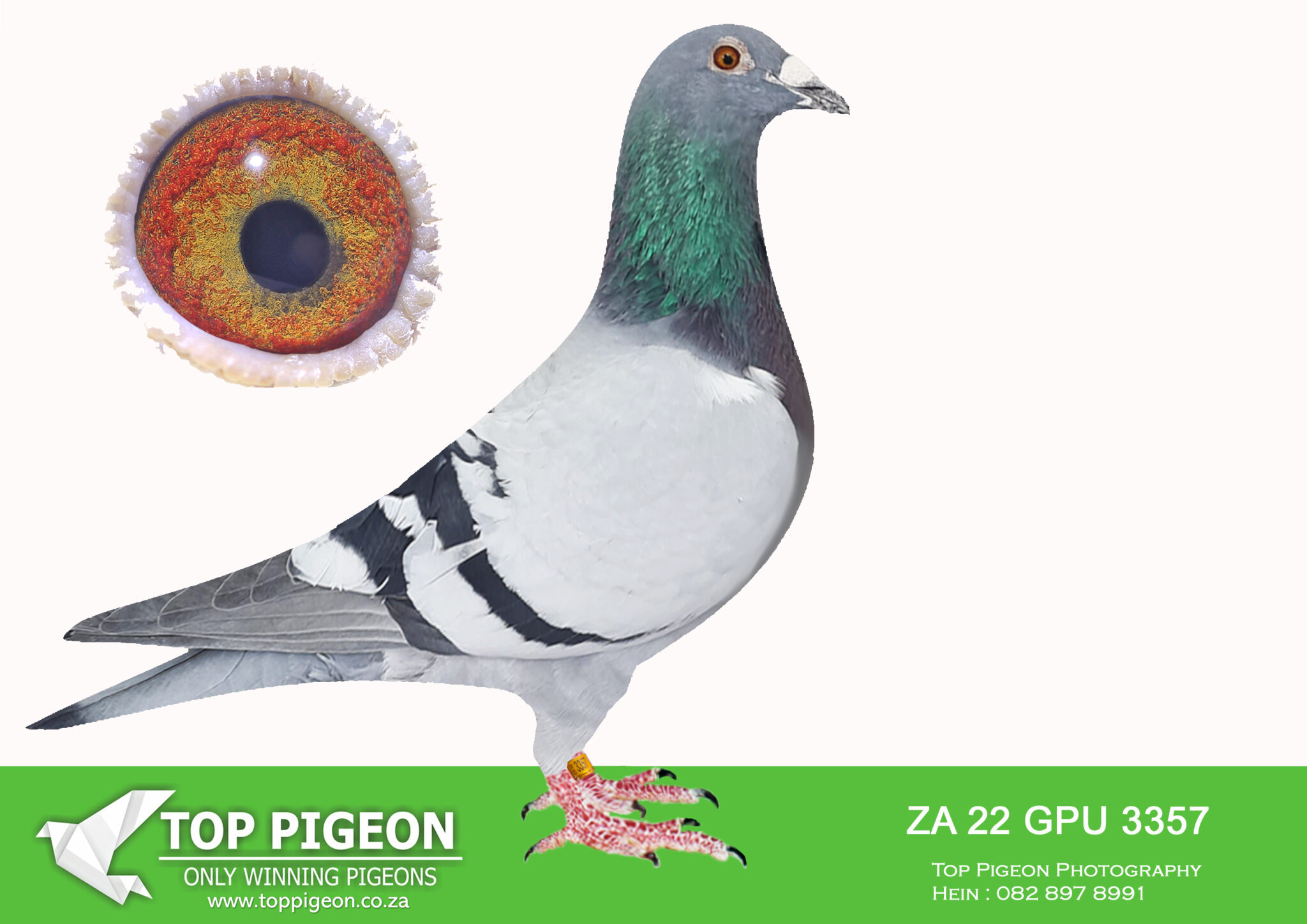 .LOT 6 DANIE SCHOLTZ / JACO FAUL -ZA 22 GPU 3357 -SIRE: ZA 13 GPU 1858 . Alias “GREAT NESS” 2ND ...