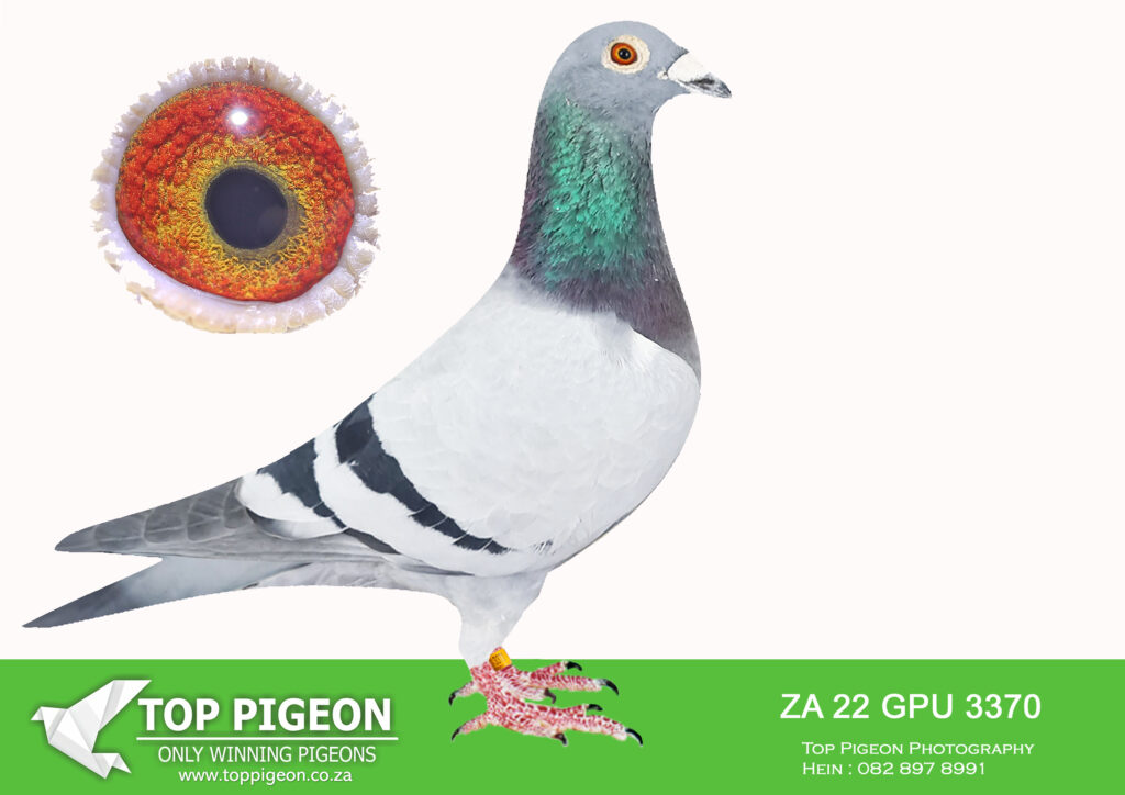 LOT 23 DANIE SCHOLTZ / JACO FAUL -ZA 22 GPU 3370 -Sire: 338 ZA 18 OOA. 810 x Carelly. Direct ...