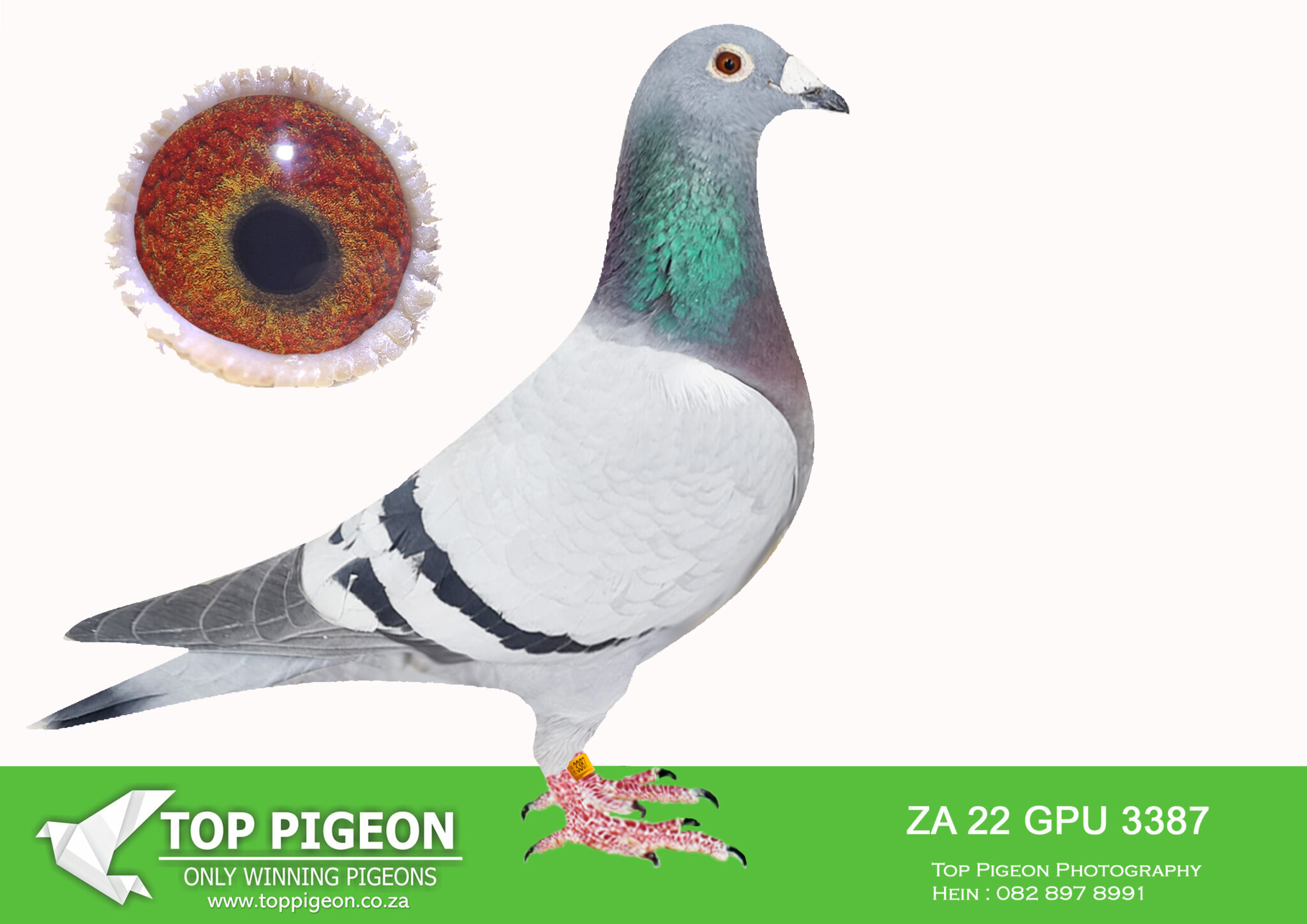 LOT 24 DANIE SCHOLTZ / JACO FAUL -ZA 22 GPU 3387 -ZA GPU 3387 ’22 BEST OF CARELLY, bred back 5 x ...