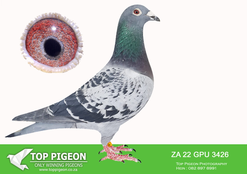 .LOT 6 DANIE SCHOLTZ / JACO FAUL -ZA 22 GPU 3426 -SIRE: 7932 ZA 22 HPT.Alias “Full Brother ROCKY ...