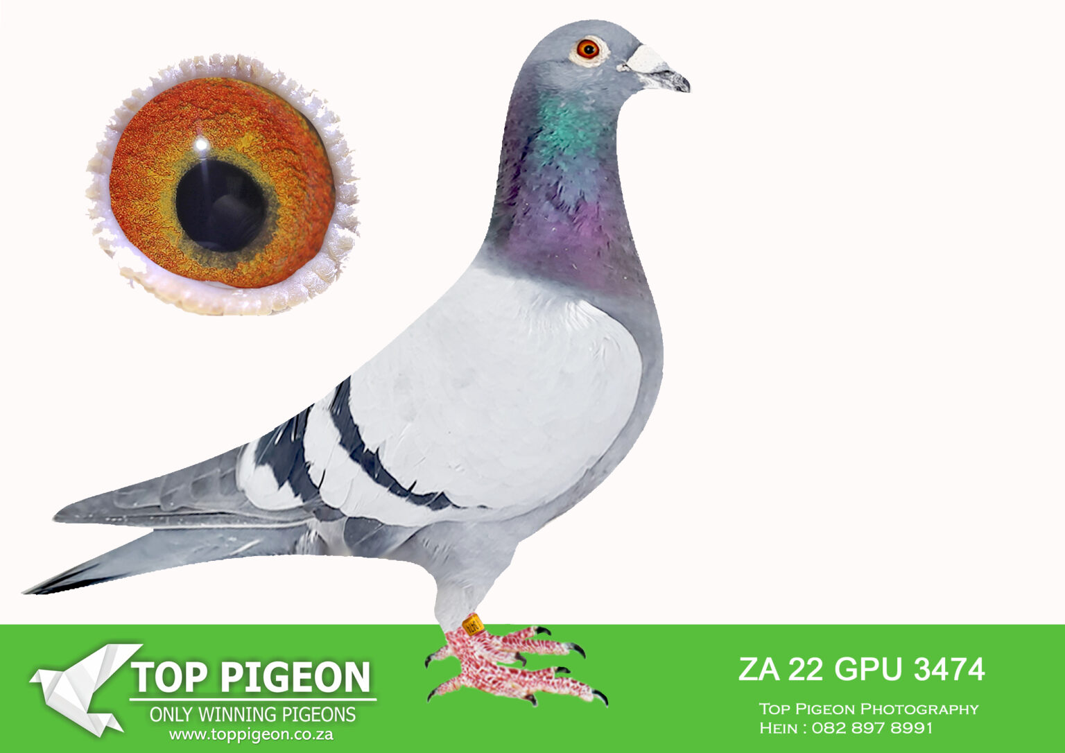 LOT 14 DANIE SCHOLTZ / JACO FAUL -ZA 22 GPU 3474 -Bred from our Best!! Sire, MOHAMMAD ALI direct ...