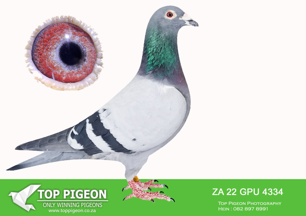 LOT 11 DANIE SCHOLTZ / JACO FAUL -ZA 22 GPU 4334 -Super bred pigeon: Clausing x Tom Lock ...