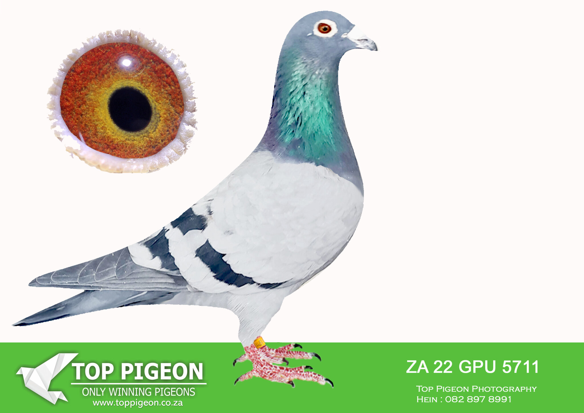 LOT 27 DANIE SCHOLTZ / JACO FAUL -ZA 22 GPU 5711 -Super pigeon linebred to our Best Tom Lock x ...