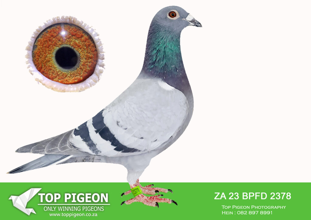 .LOT 5 WACKY WEDNESDAY – ZA 20 PWDU 10026 —-BRED BY DIE HUYSERS—- THIS HEN WAS BRED TO RACE IN ...