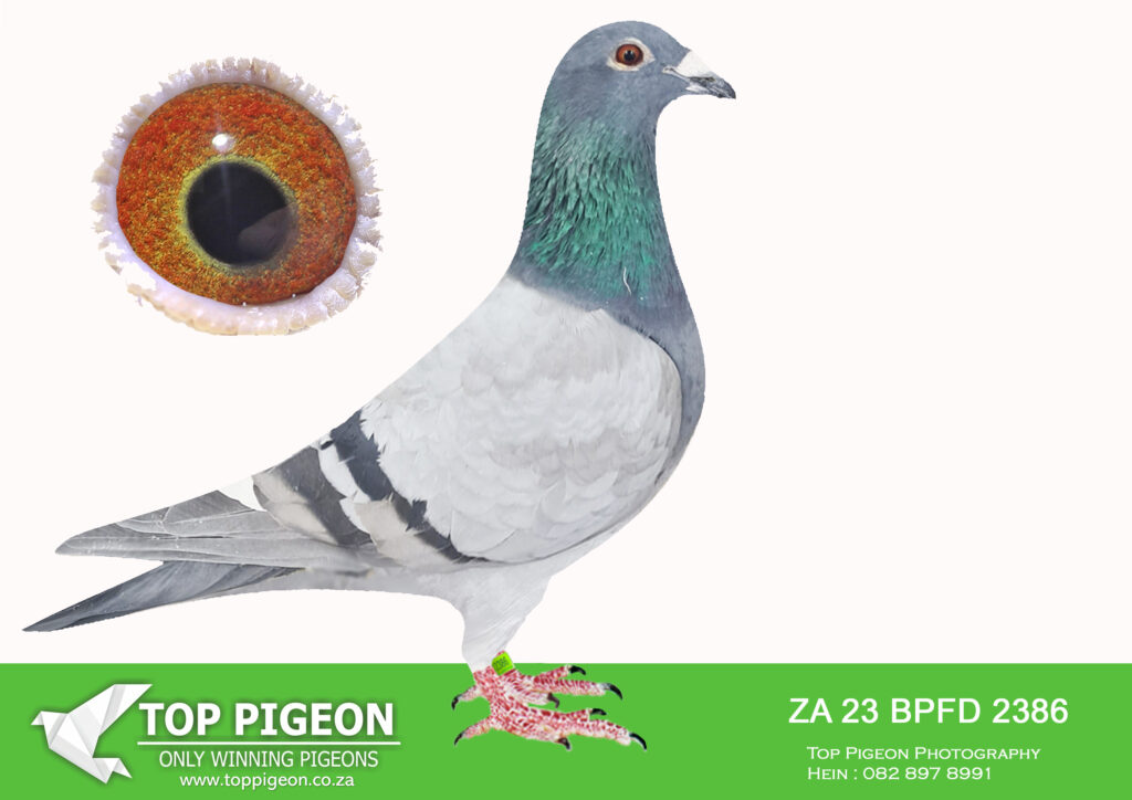 .LOT 5 WACKY WEDNESDAY – ZA 20 PWDU 10026 —-BRED BY DIE HUYSERS—- THIS HEN WAS BRED TO RACE IN ...