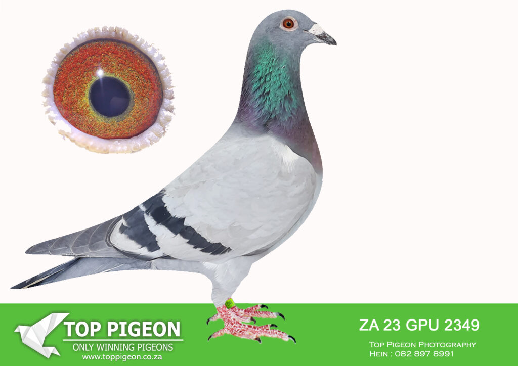 LOT 25 WACKY WEDNESDAY – ZA 23 GPU 2349 -This is a super pigeon!! Bred ...