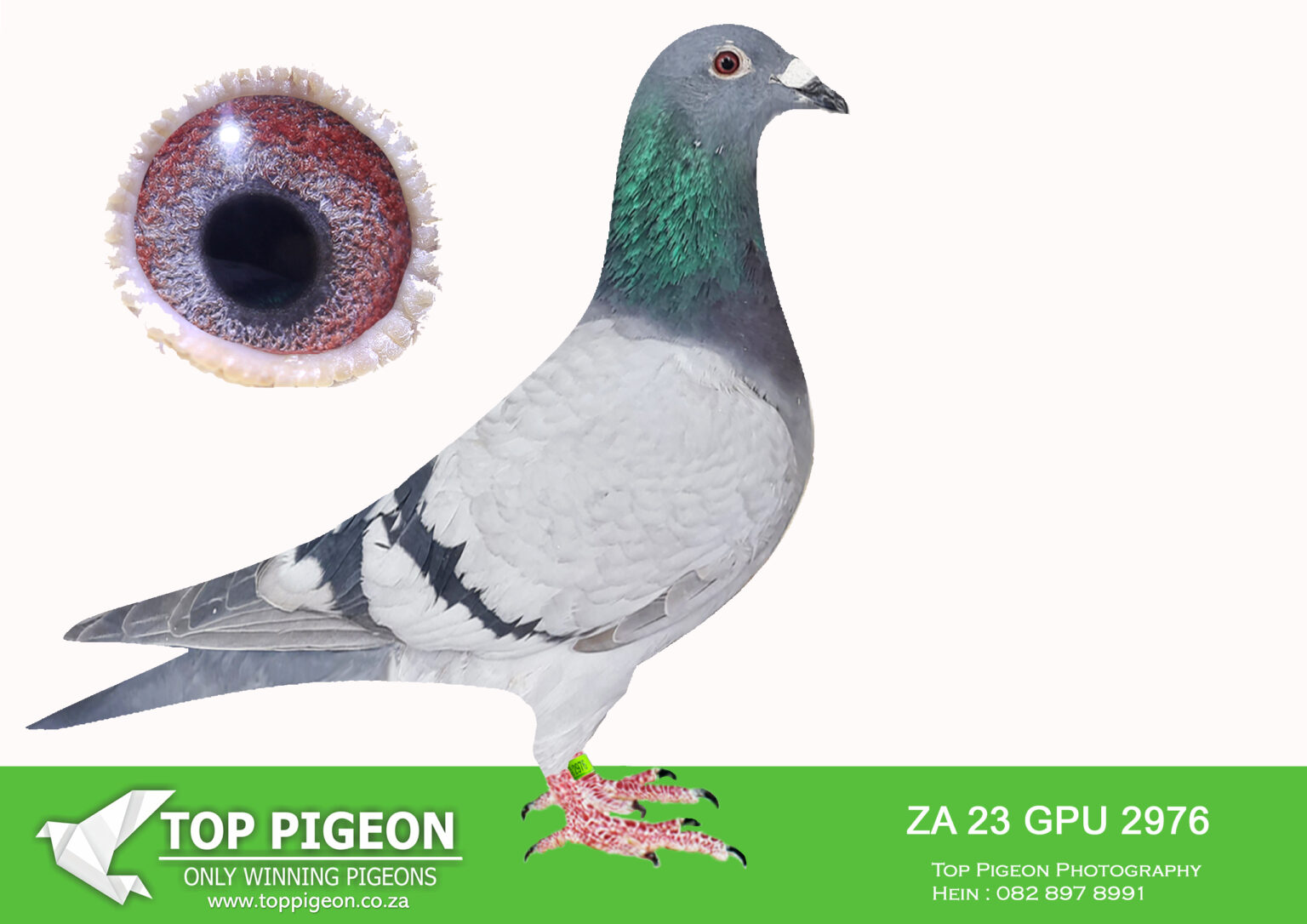 .LOT 7 DANIE SCHOLTZ / JACO FAUL -ZA 23 GPU 2976 –Bred from top Sablon x Bak 17 x Tom Lock ...