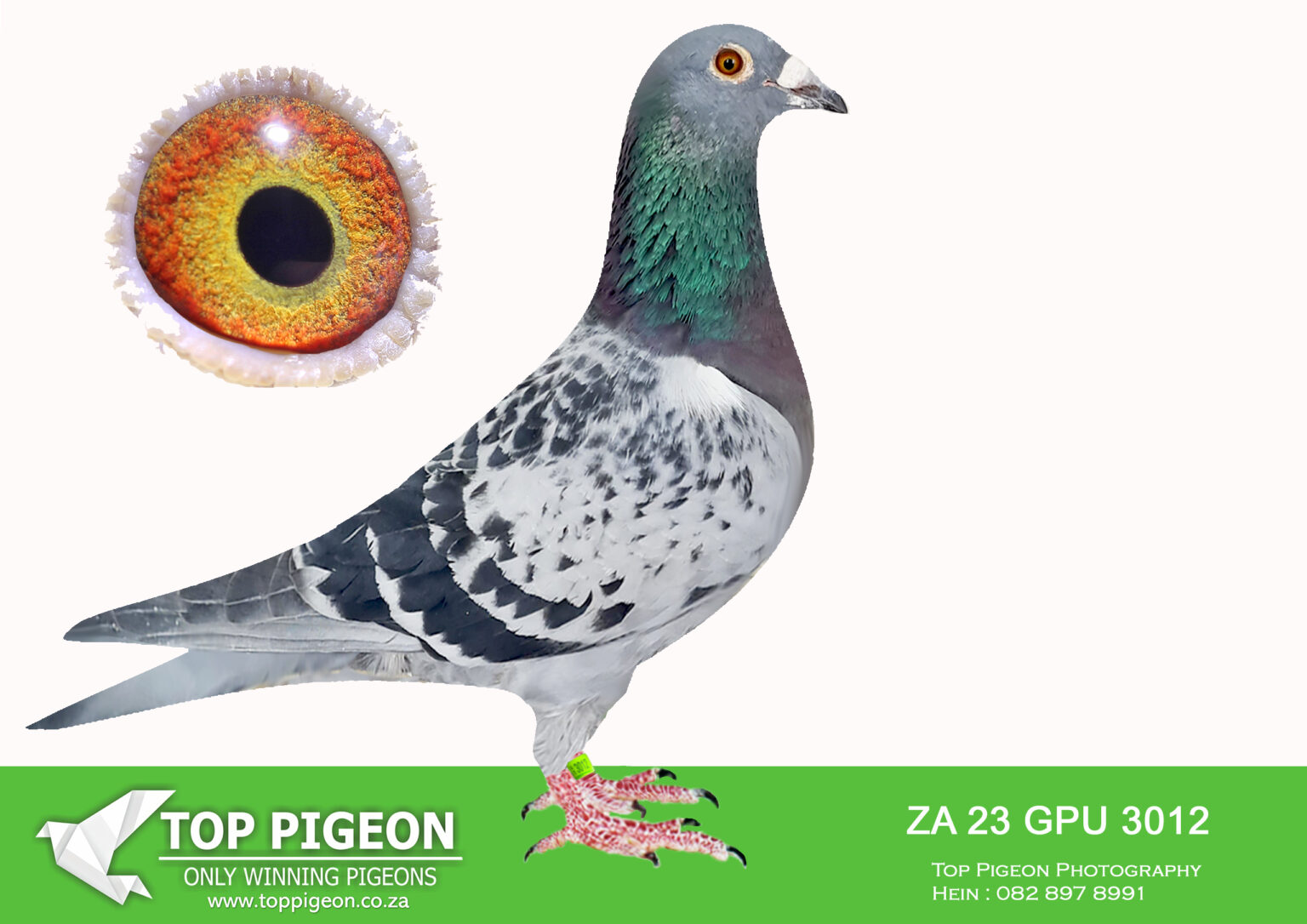 .LOT 1 DANIE SCHOLTZ / JACO FAUL – ZA 23 GPU 3012 -Bred from our best Sablon x Twilight / Tom ...
