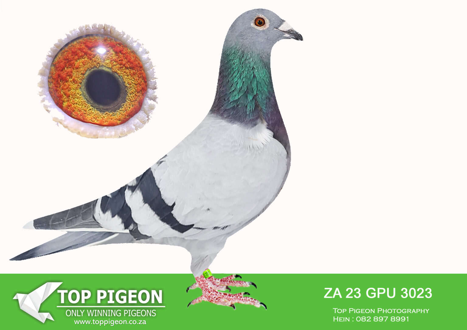 .LOT 5 DANIE SCHOLTZ / JACO FAUL -ZA 23 GPU 3023 -SIRE: 338 ZA 18 OOA.Alias “810 X CARELLY ...