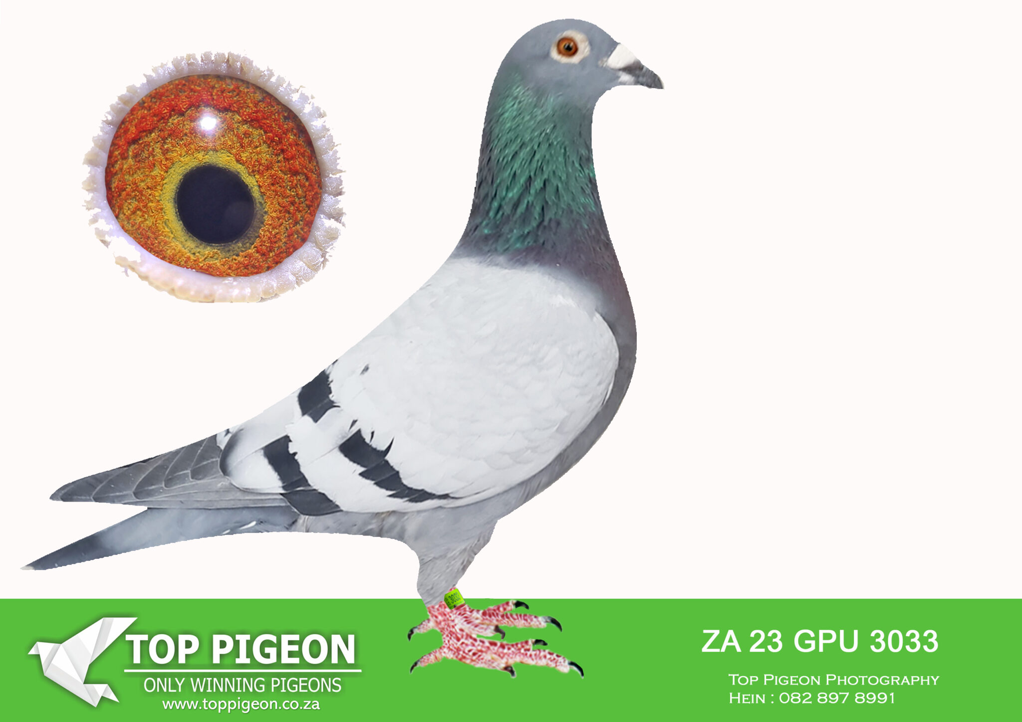 .LOT 3 WACKY WEDNESDAY -ZA 23 GPU 3033 -Super pigeon bred from our best ...