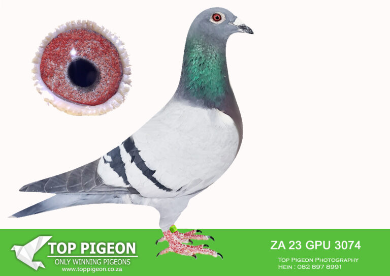 LOT 17 DANIE SCHOLTZ / JACO FAUL -ZA 23 GPU 3074 -Bred from our best SABLON x CARELLY’s. Sire ...