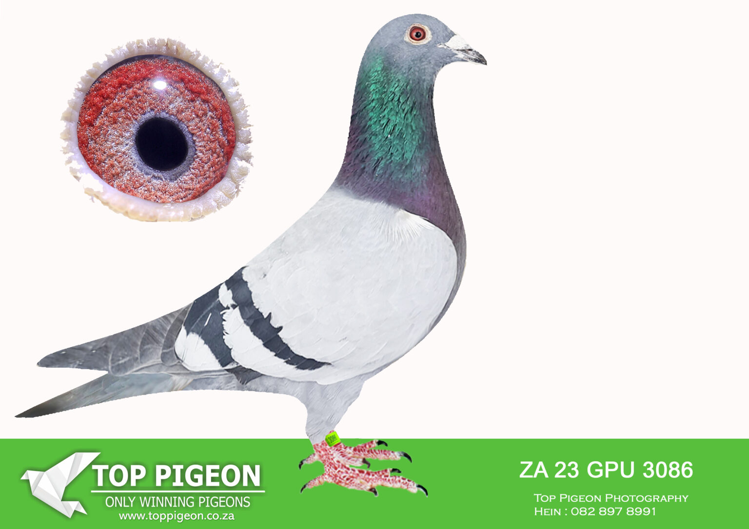 LOT 17 DANIE SCHOLTZ / JACO FAUL -ZA 23 GPU 3086 -SIRE: 338 ZA 18 OOA.Alias “810 X CARELLY ...