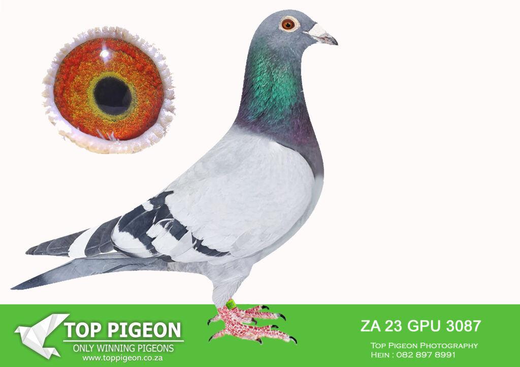 LOT 20 DANIE SCHOLTZ / JACO FAUL -ZA 23 GPU 3087 -SIRE: 338 ZA 18 OOA.Alias “810 X CARELLY ...