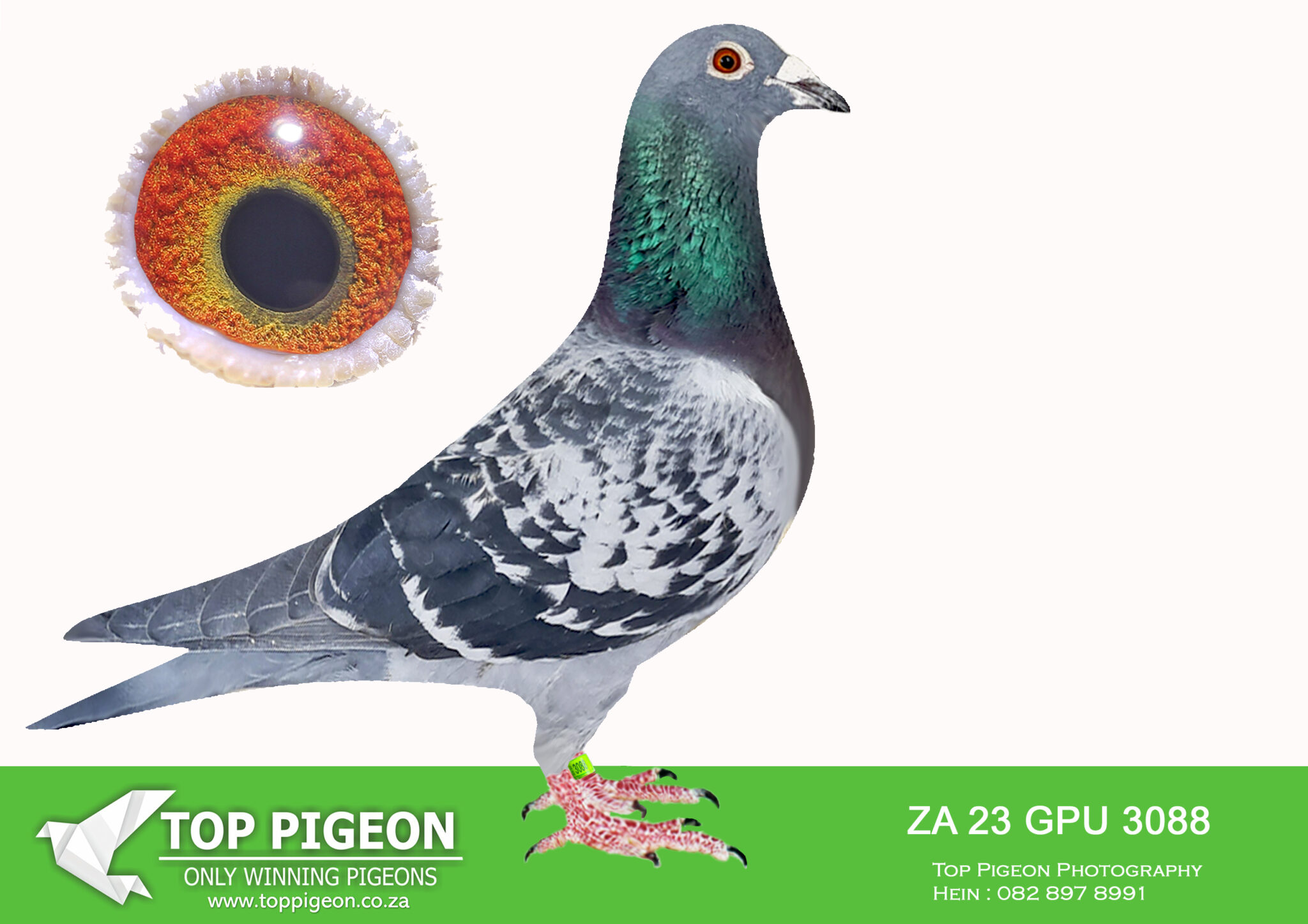 LOT 19 DANIE SCHOLTZ / JACO FAUL -ZA 23 GPU 3088 -Super pigeon bred from the best Sablon x Tom ...