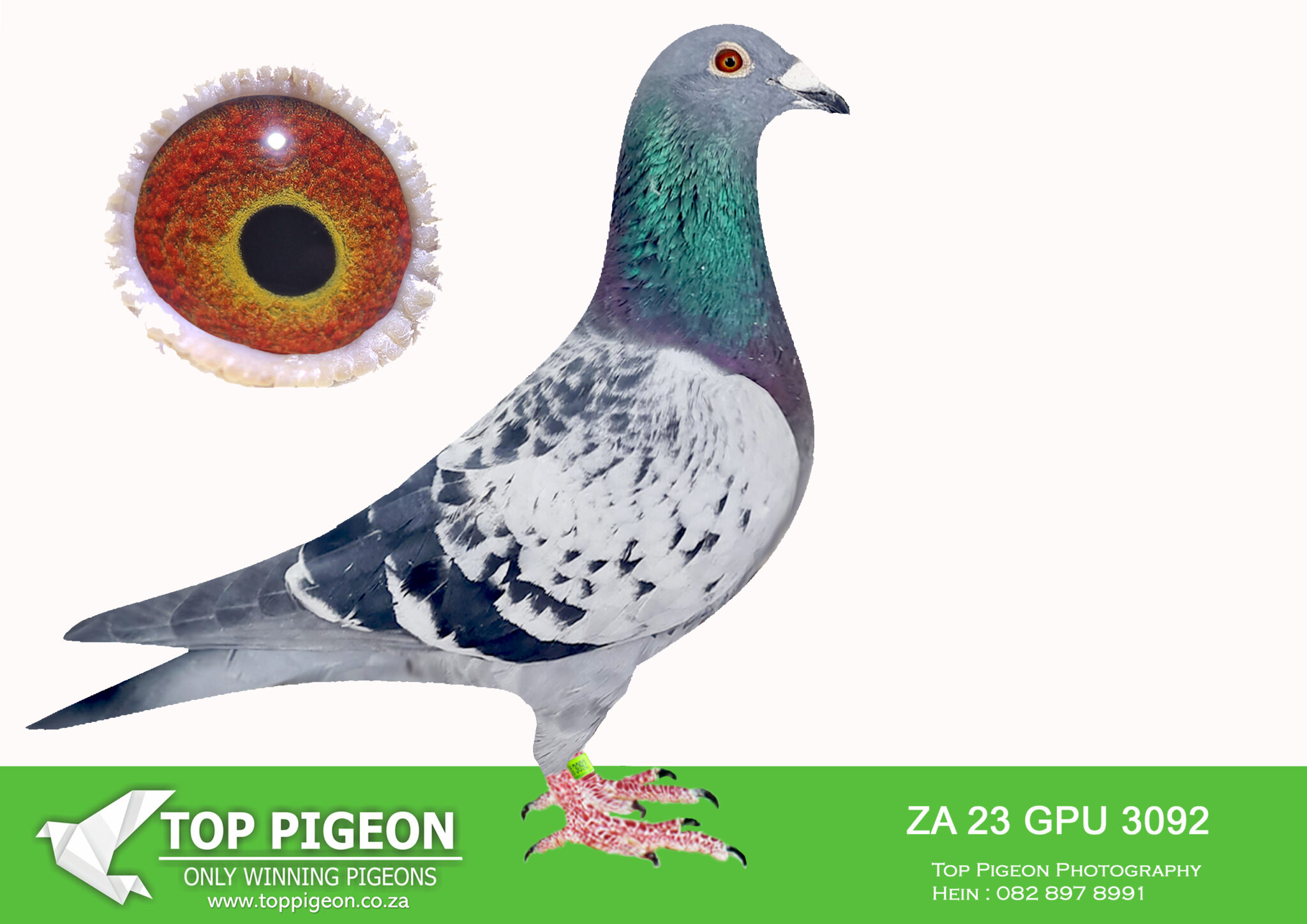 LOT 20 DANIE SCHOLTZ / JACO FAUL -ZA 23 GPU 3092 -Bred from our best Sablon x Tom Lock’s. Sire ...