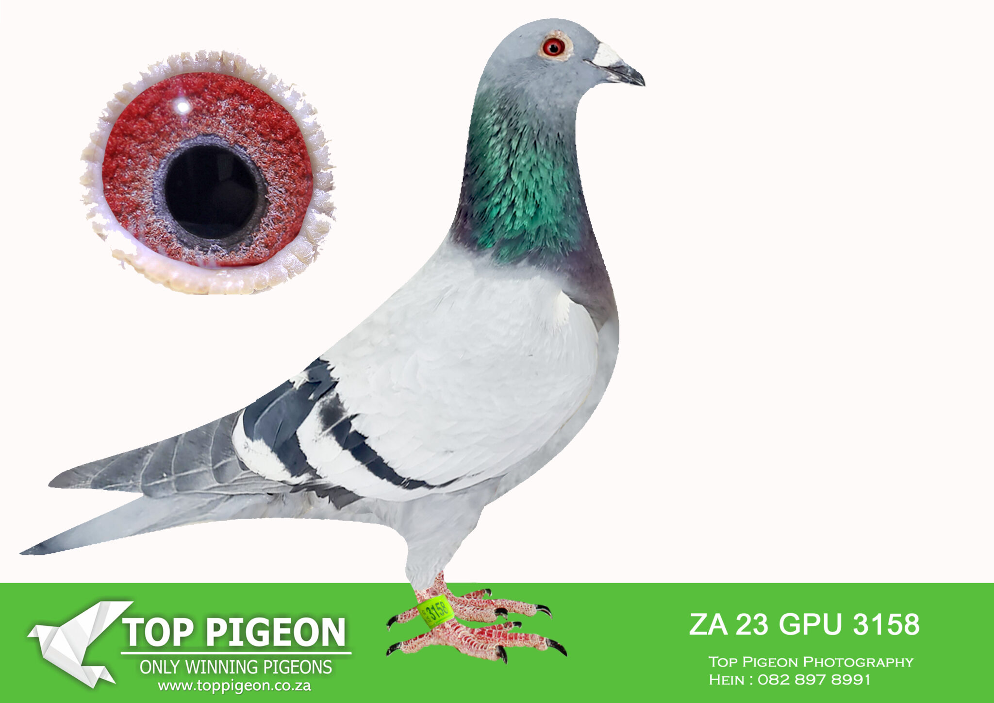 .LOT 7 WACKY WEDNESDAY 2 -ZA 23 GPU 3158 -SIRE: 338 ZA 18 OOA.Alias ...