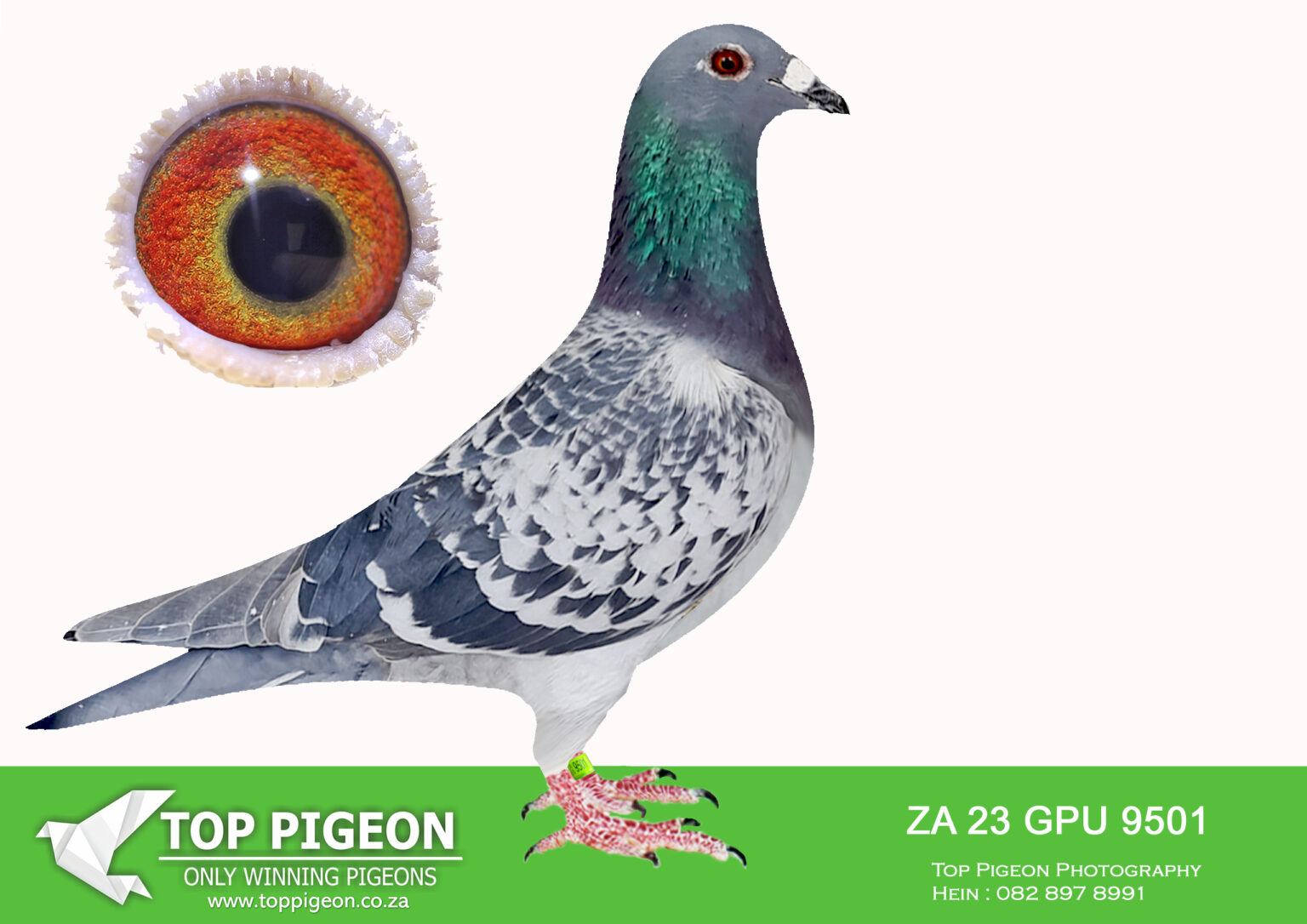 .LOT 7 DANIE SCHOLTZ / JACO FAUL -ZA 23 GPU 9501 -Bred from our best Sablon x Tom Lock’s. Sire ...