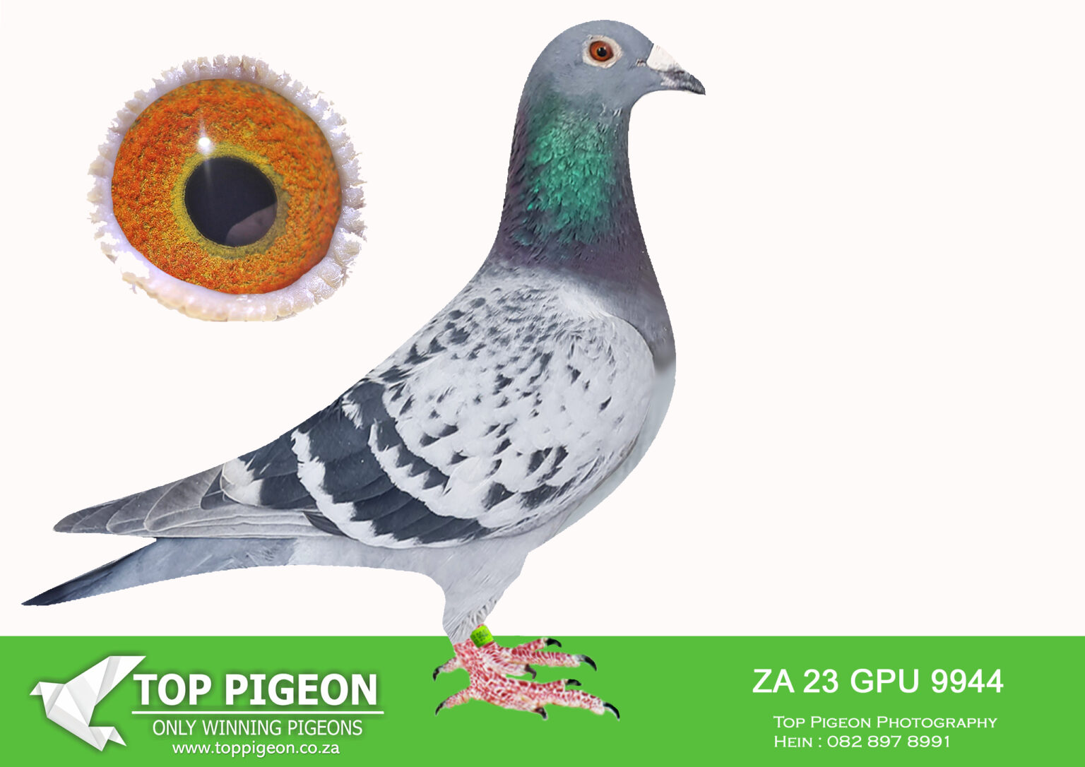 LOT 18 DANIE SCHOLTZ / JACO FAUL -ZA 23 GPU 9944 -Super pigeon bred from our best Sablon x Tom ...