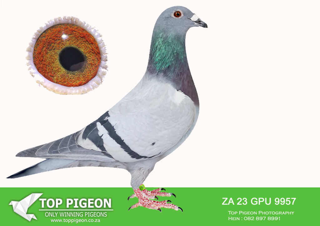 LOT 18 DANIE SCHOLTZ / JACO FAUL -ZA 23 GPU 9957 -Bred from our best Sablon x Tom Lock’s. Sire ...