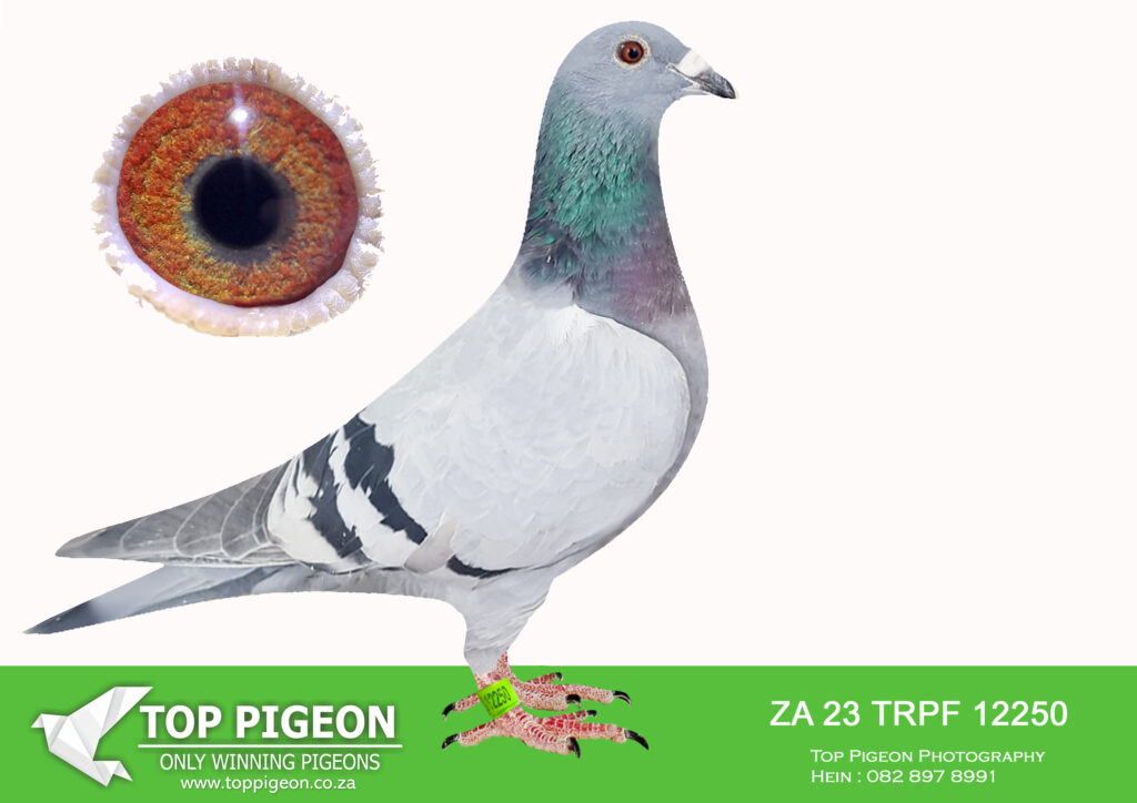 .LOT 5 WACKY WEDNESDAY – ZA 20 PWDU 10026 —-BRED BY DIE HUYSERS—- THIS HEN WAS BRED TO RACE IN ...