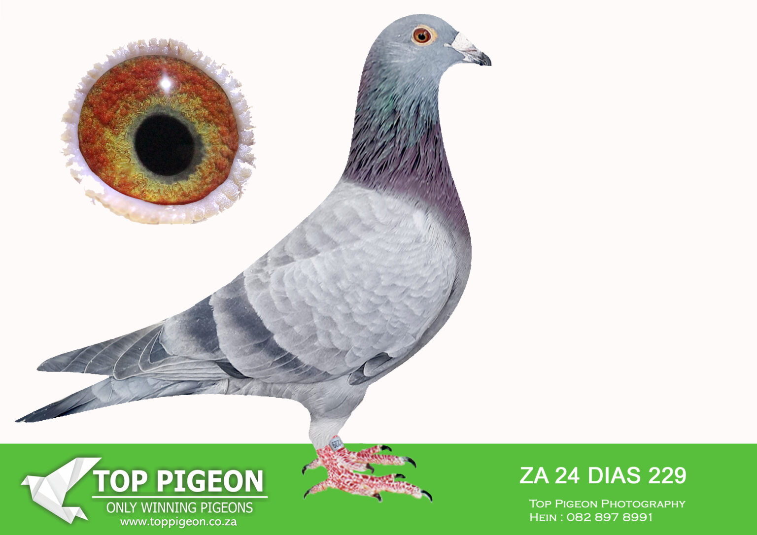 .LOT 3 NORMAN PHILLIPS – ZA 24 DIAS 229 -SIRE:NL 8332137 22 . VANDENABEELE/HOOYMANS.THIS COCK IS ...