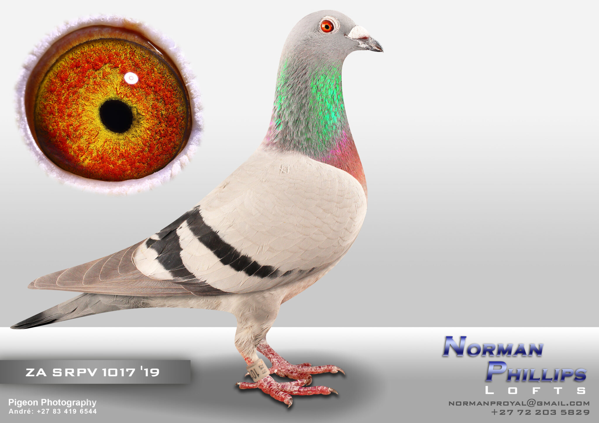 .LOT 1 WACKY WEDNESDAY 2 – ZA 19 SRPV 1017 —–BRED BY BUTCH EINKAMERER—–SIRE: 134 SANPO 17 ...