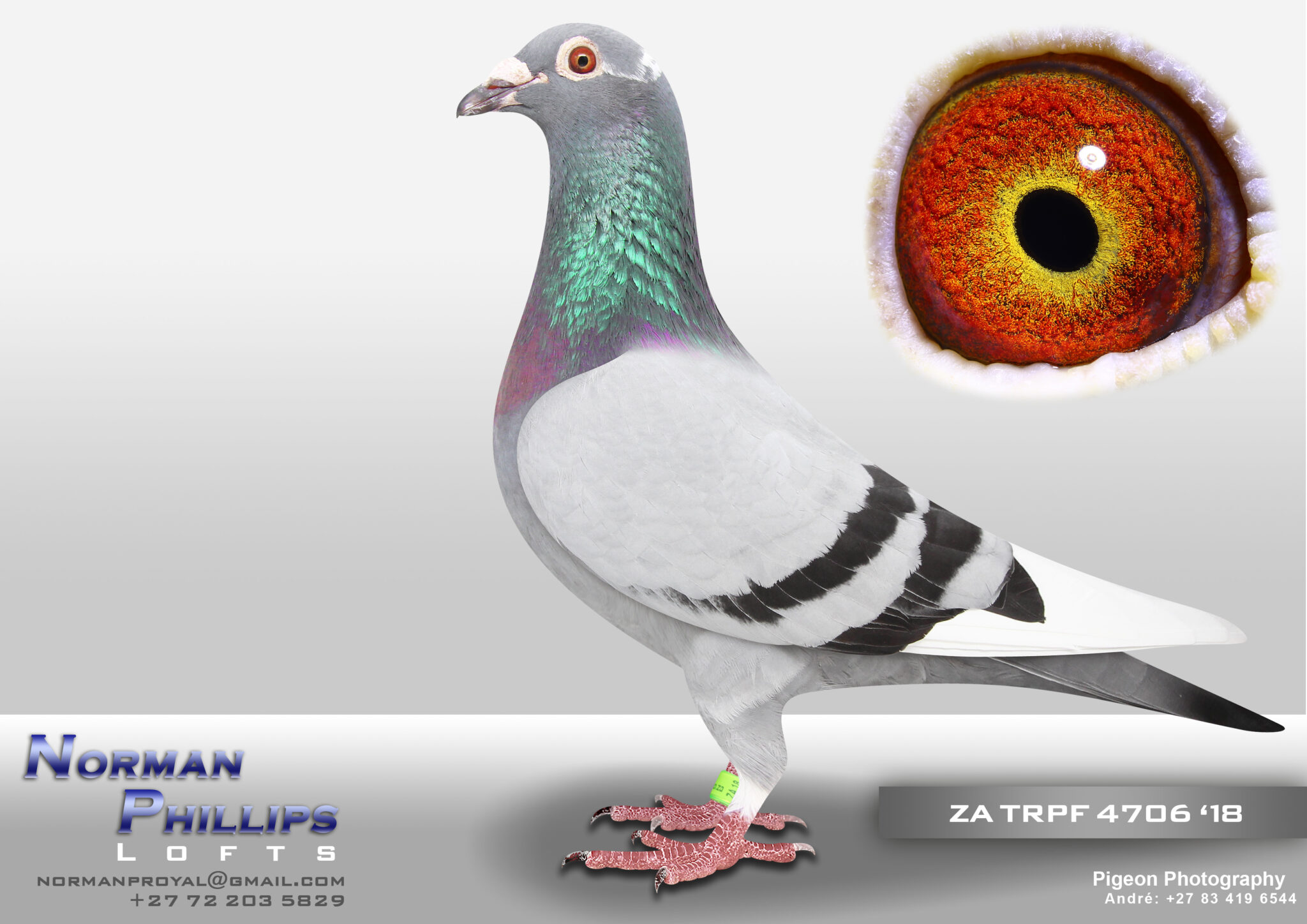 .LOT 7 NORMAN PHILLIPS -ZA 18 TRPF 4706 —-Bred ZA 2495/21 8th Ace Bird Diaz 2022 Flew 6 x Top 50 ...