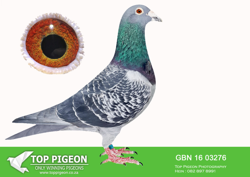 LOT 15 WACKY WEDNESDAY – ZA 22 SANPO 18689 -SIRE:NKDLS-21-5919. SABLON ...