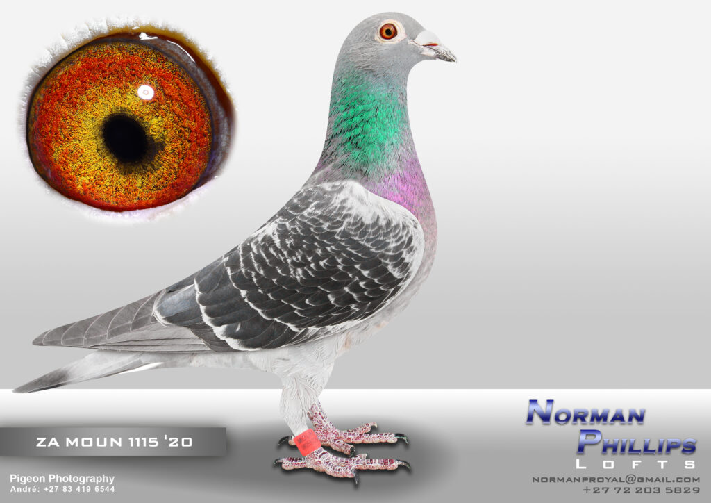 .LOT 6 NORMAN PHILLIPS – ZA 20 MOUN 1115 -SIRE:”TWO ONIONS” DV18 0507 316 SIRE: “NICO” DV13 0507 ...