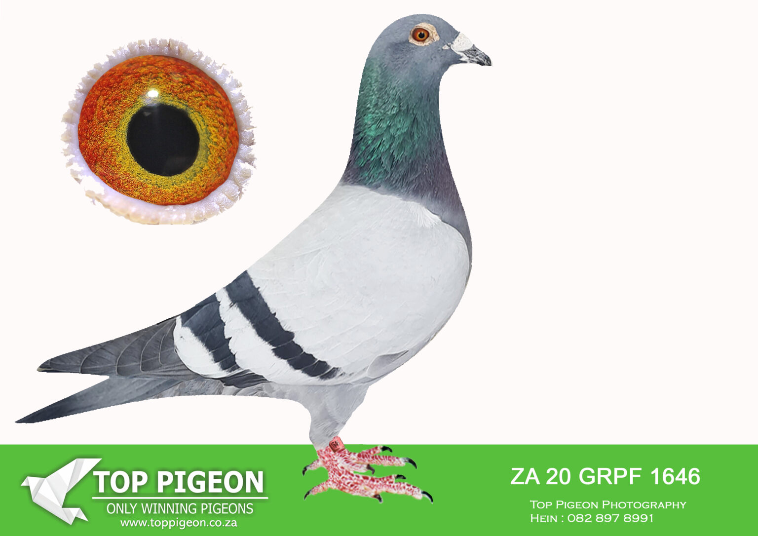 .LOT 9 WACKY WEDNESDAY – ZA 20 GRPF 1646 -SIRE:ZA 19 TRPF 17694. GREG ...