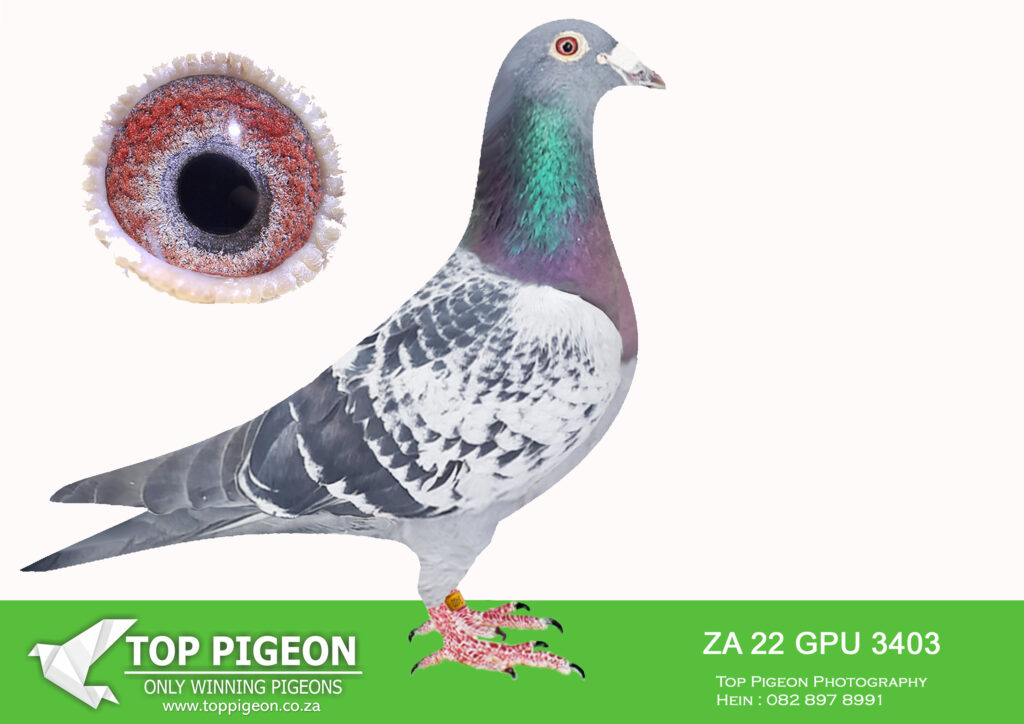 .LOT 1 WACKY WEDNESDAY – ZA 22 GPU 3403 -bred from my best Sablon x Tom Lock xTwilight x Houben ...