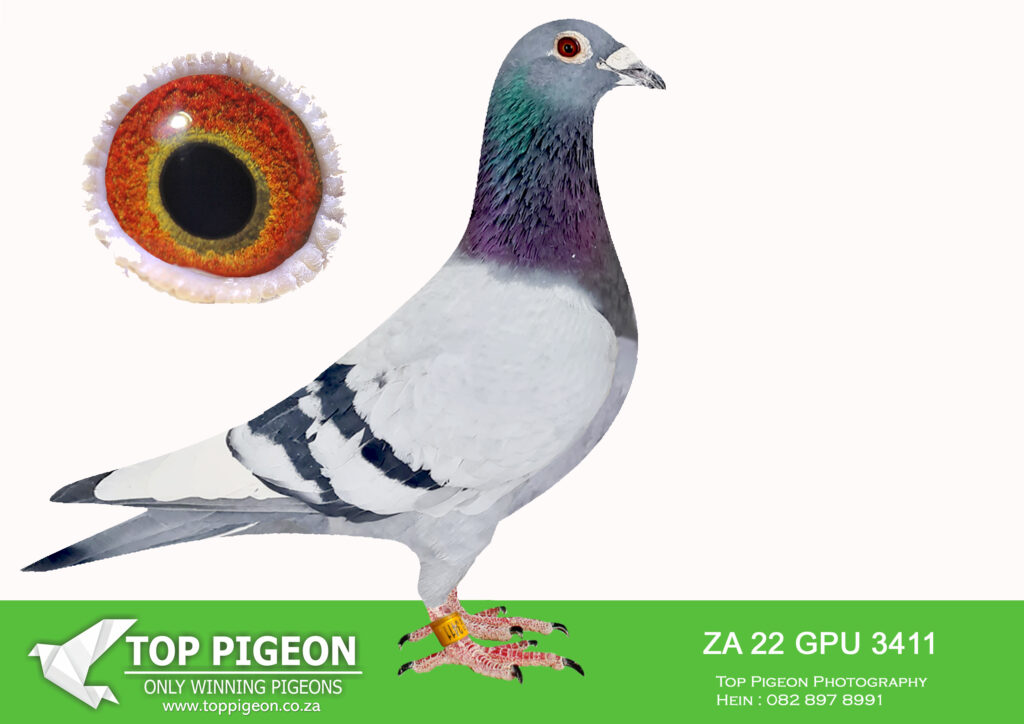 .LOT 5 DANIE SCHOLTZ / JACO FAUL -ZA GPU 3411 ’22 -Bred out of OUR best Sablon x Tom Lock ...