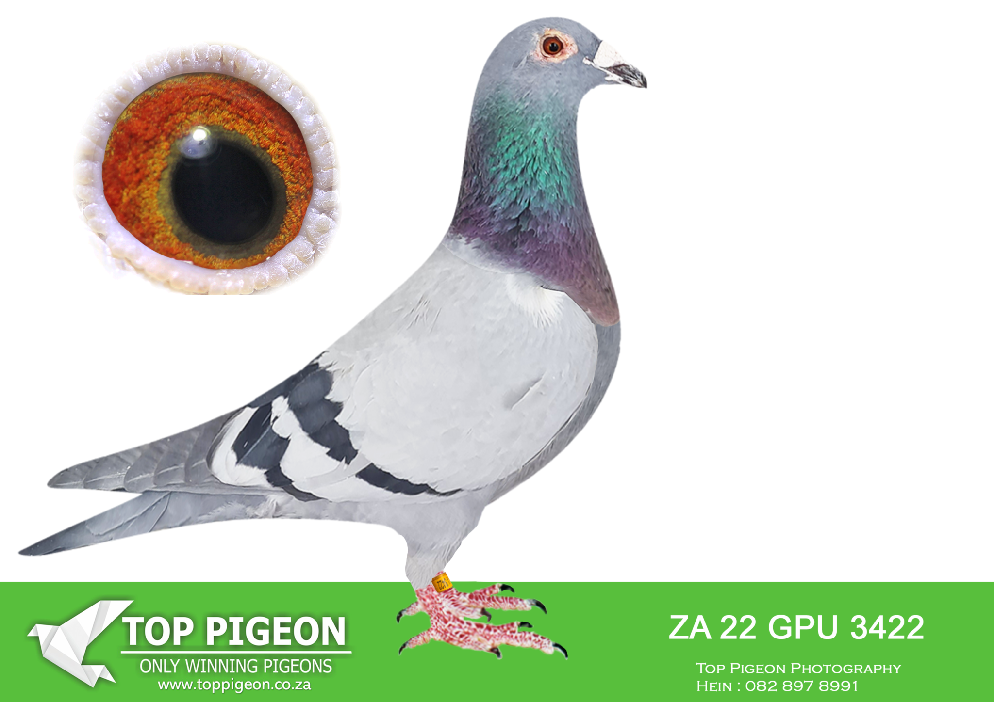 .LOT 3 DANIE SCHOLTZ / JACO FAUL -ZA GPU 3422 ’22 -Bred from super Tom Lock x Sablon Genetics ...