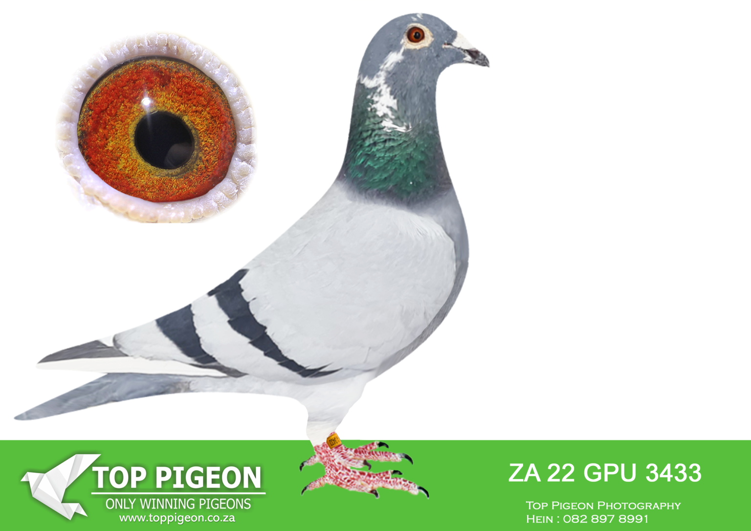 LOT 14 DANIE SCHOLTZ / JACO FAUL -ZA 23 GPU 3112 -Bred from our best Tom Lock x Sablon Genetics ...