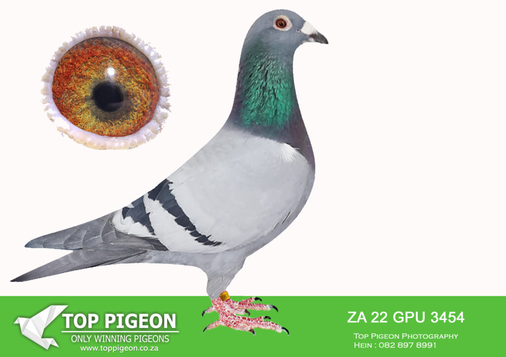 LOT 11 DANIE SCHOLTZ / JACO FAUL – ZA 22 GPU 3454 -SIRE:7937 ZA 22 HPT .Alias “DAYDREAM” Strain ...