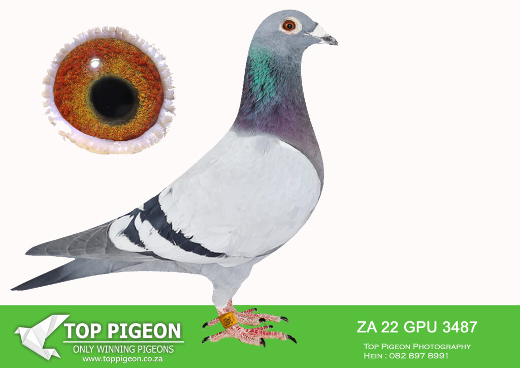 .LOT 2 MID AUGUST – ZA 22 GPU 3487 -Bred from our best Tom Lock x Sablon Genetics. Some of the ...