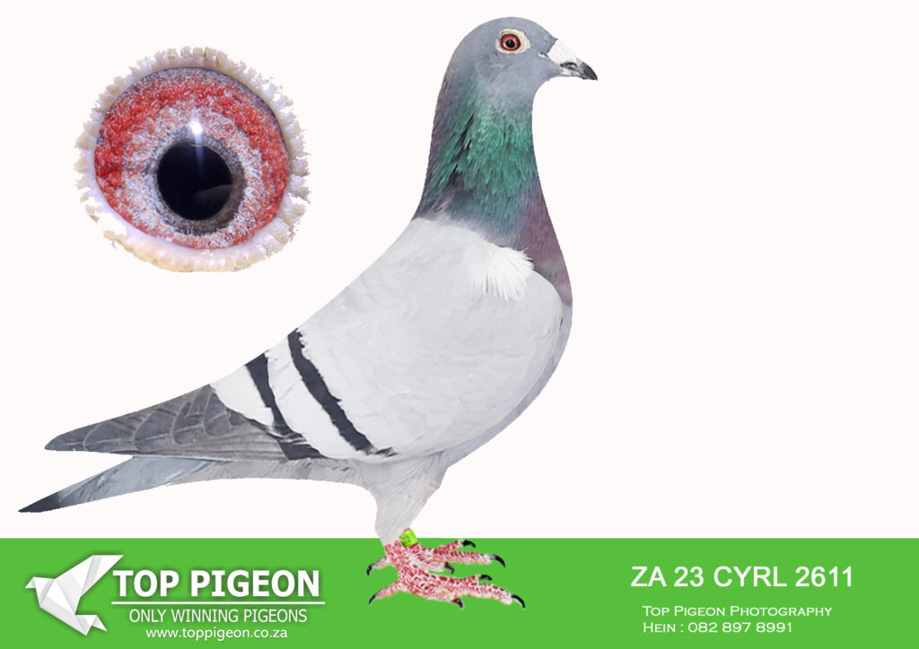 .LOT 3 WACKY WEDNESDAY – ZA 23 CYRL 2611 -Bred from our best Sablon x ...