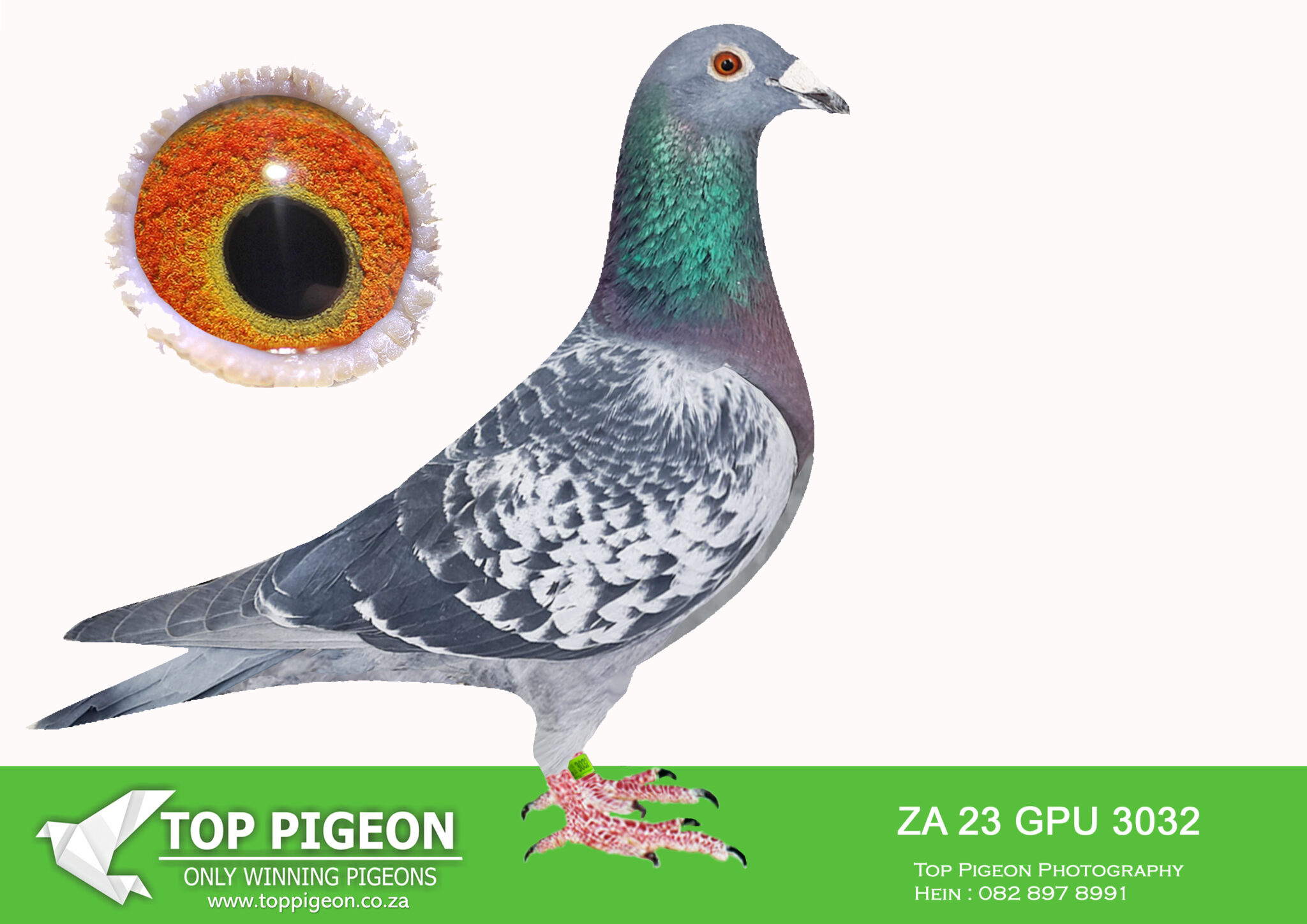 LOT 13 DANIE SCHOLTZ / JACO FAUL – ZA 23 GPU 3032 -Super pigeon bred ...