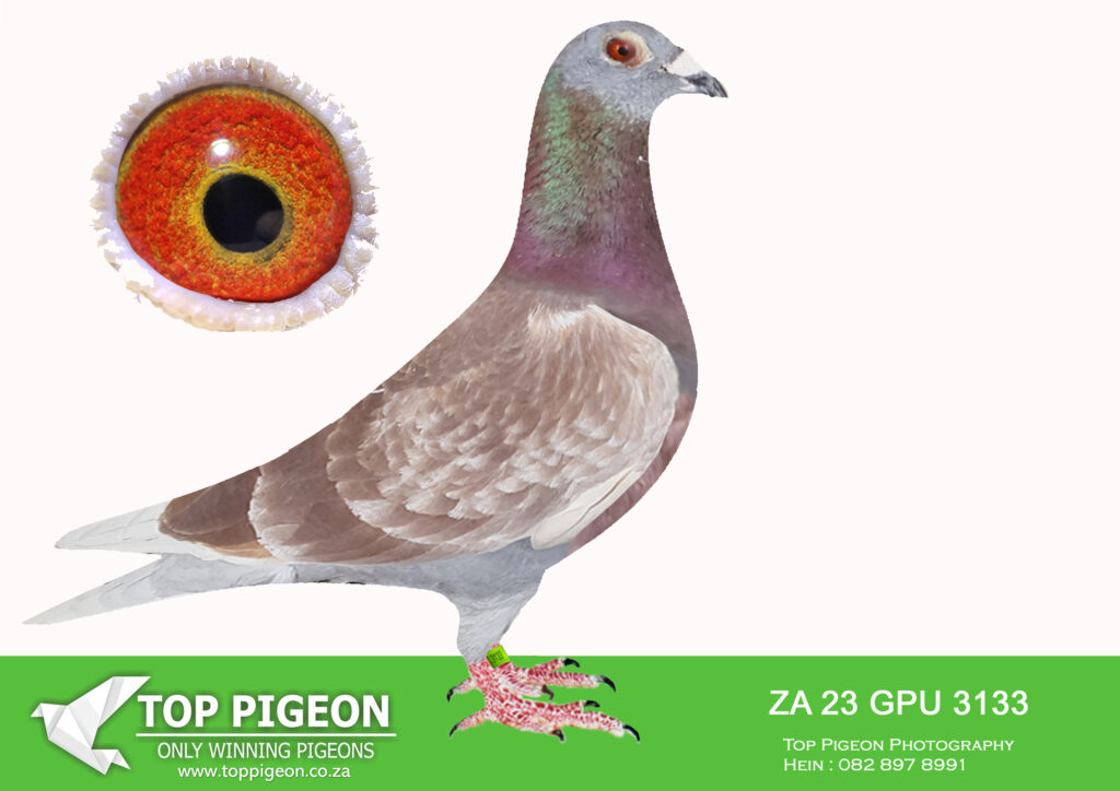 .LOT 1 DANIE SCHOLTZ / JACO FAUL -ZA 23 GPU 3133 -KITTEL’s are making a HUGE impact in our lofts ...