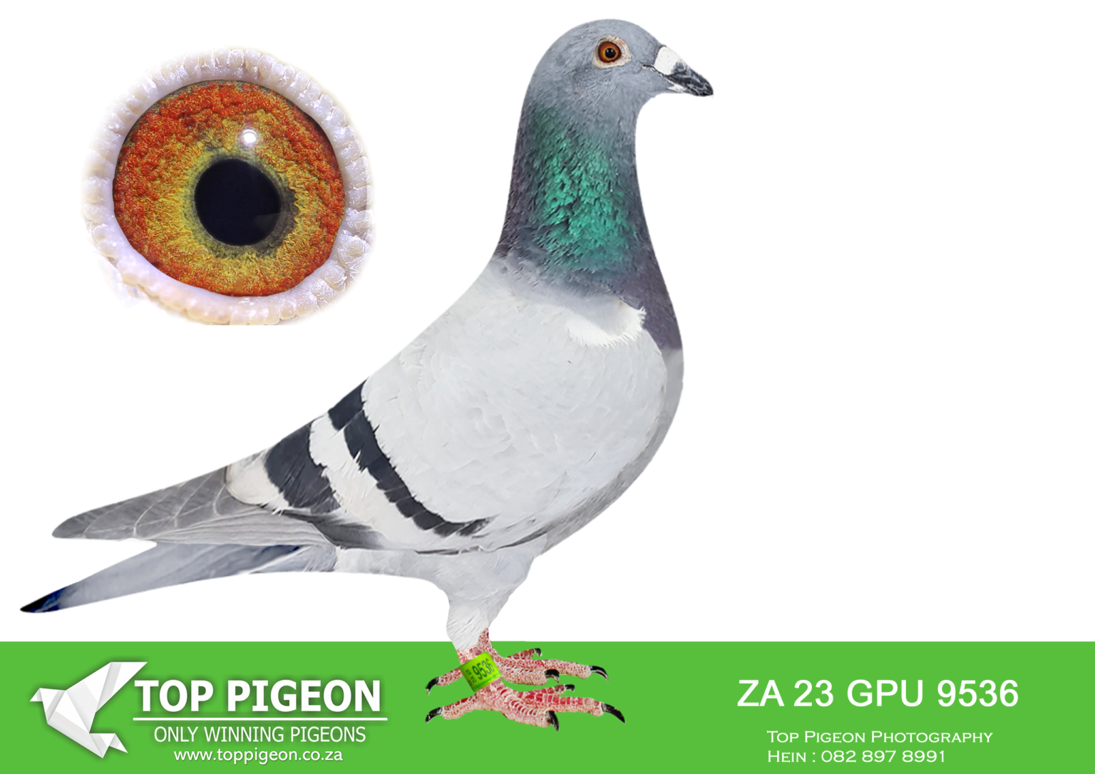 LOT 10 DANIE SCHOLTZ / JACO FAUL – ZA 23 GPU 9536 -Bred from out best Carelly x Tom Lock x ...