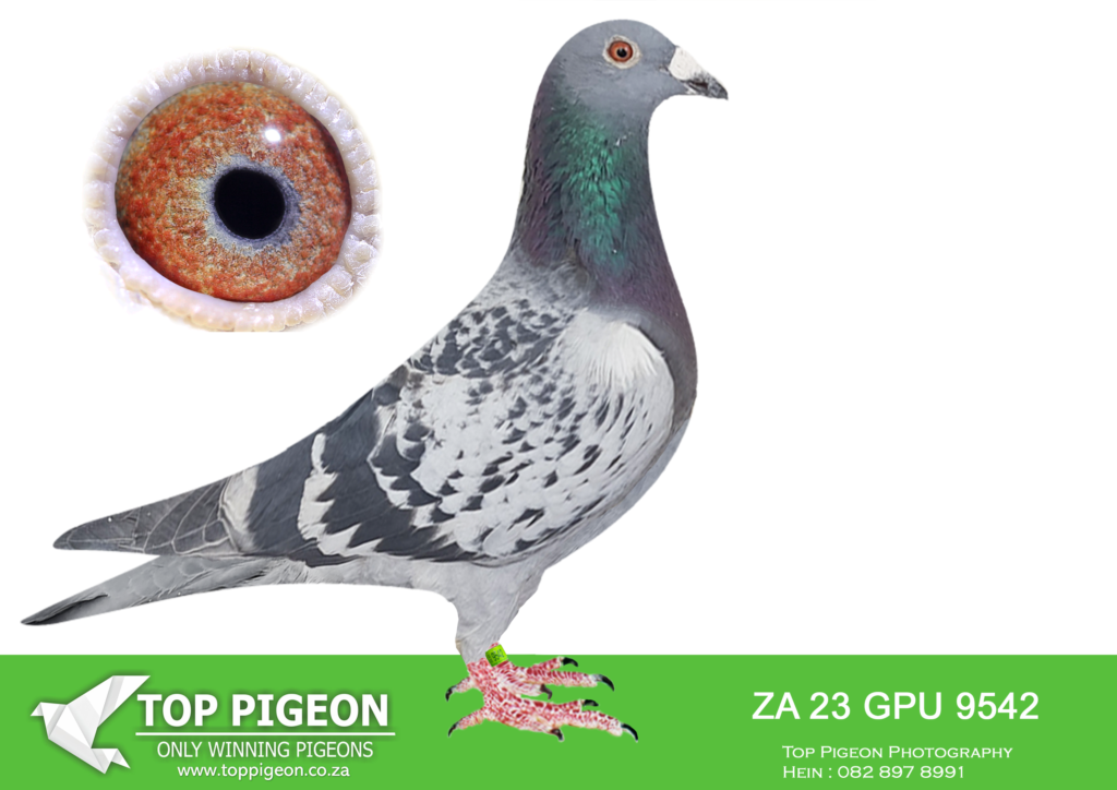 .LOT 7 DANIE SCHOLTZ / JACO FAUL -ZA GPU 9542 ’23 -3 bred from the best of THE PAINTERS mated to ...