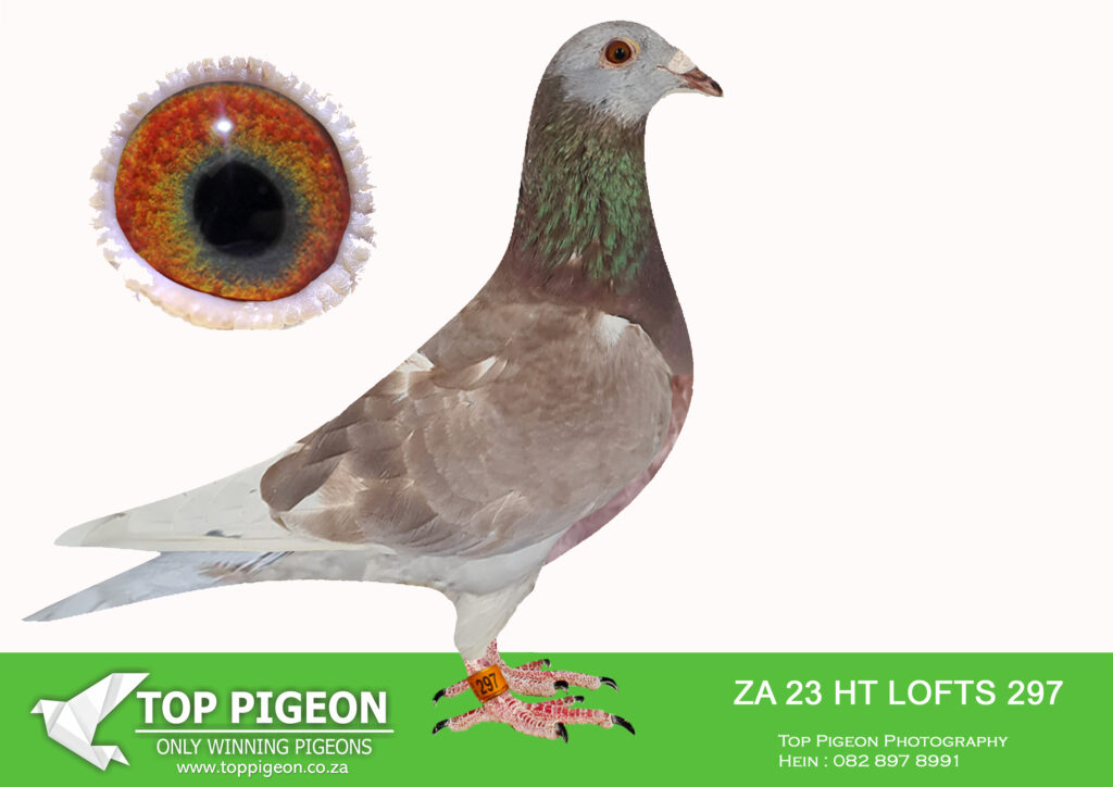 .LOT 1 HANNES TALJAARD 2 -ZA 23 HT LOFTS 297 ——SIRE:471 ZA 21 ABL. RED CHECK.ALWYN BESTER. HIS ...