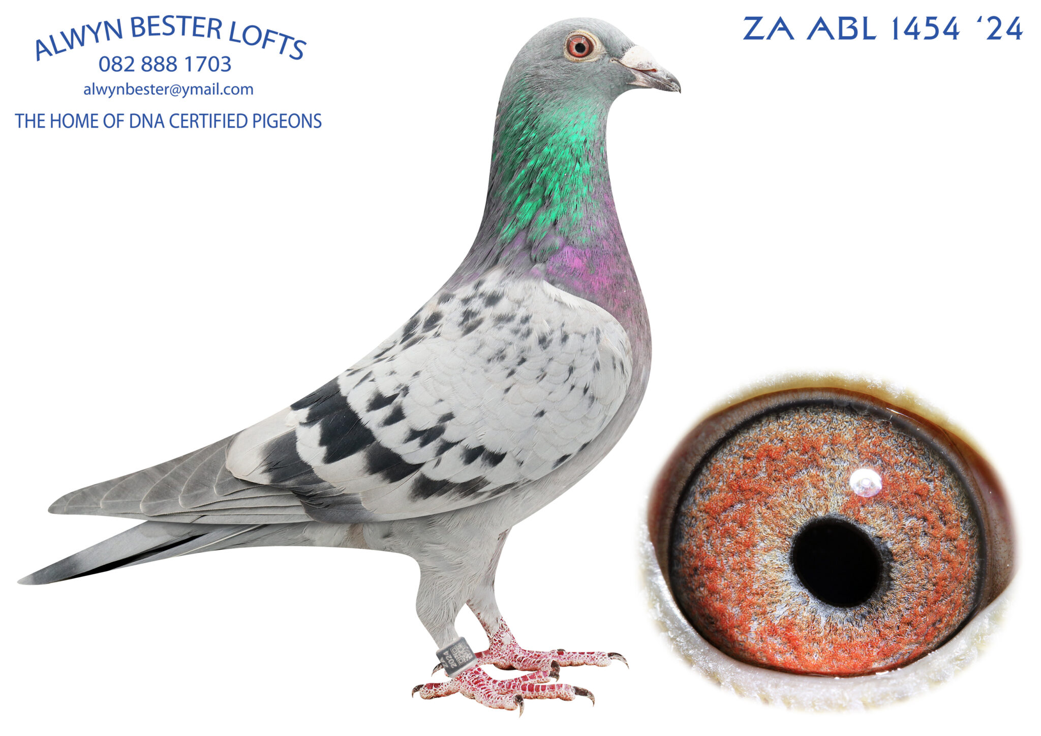 .LOT 4 ALWYN BESTER – ZA 24 ABL 1454 – This is very special bred. The ...