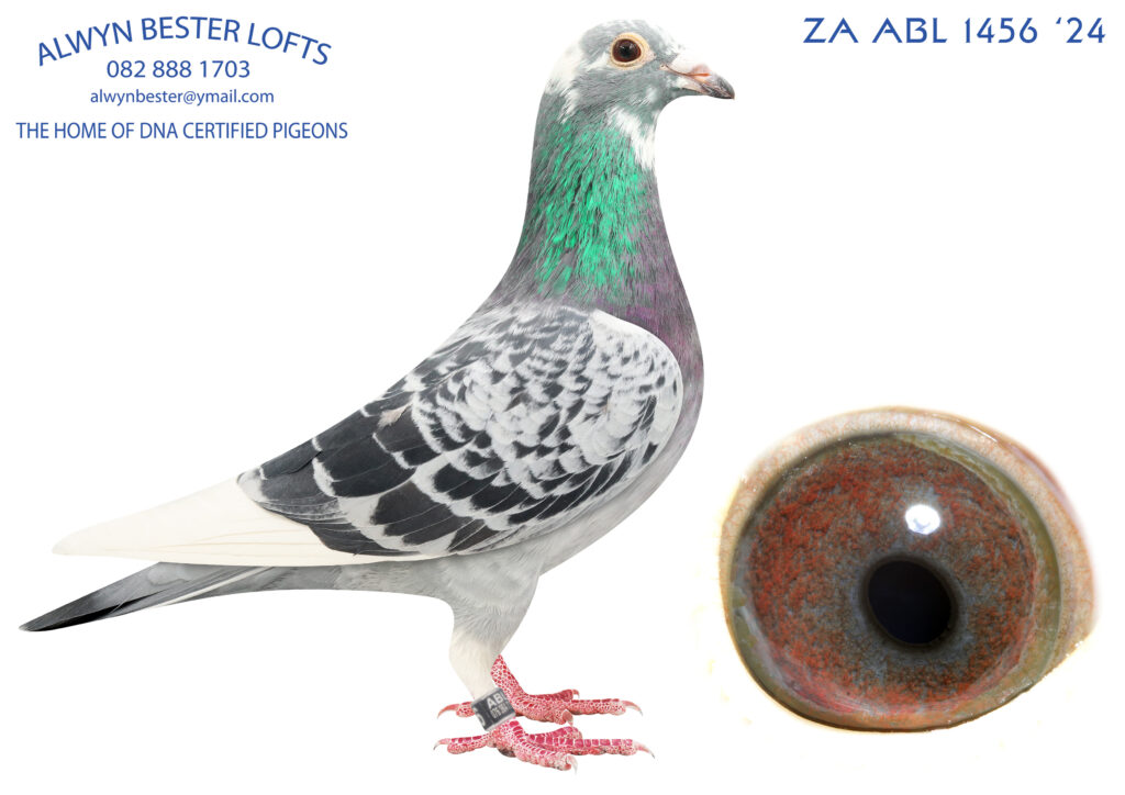 .LOT 2 ALWYN BESTER – ZA 24 ABL 1456 – SIRE:1008 DV 21 01769.Alias “”Kittel x Kittel 1008 ...