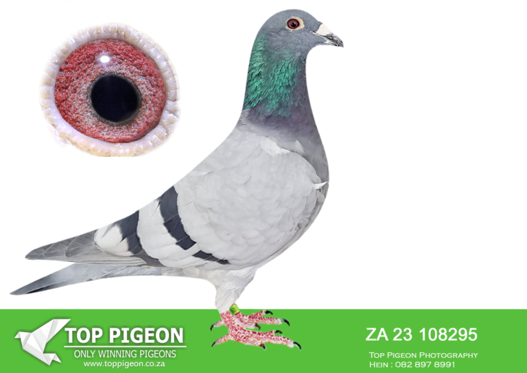 LOT 86 KAROO MILLION OLR -ZA 23 108295 – RUBEN VAN HEERDEN -SIRE:253757.—–DAM:3370 HHC . DAVE ...